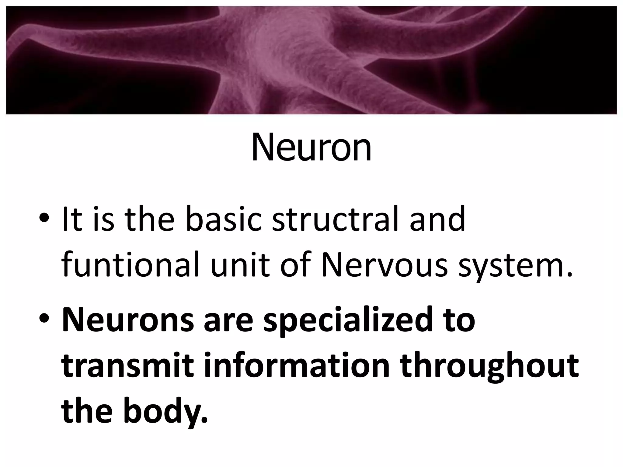 Types of neuron | PPTX