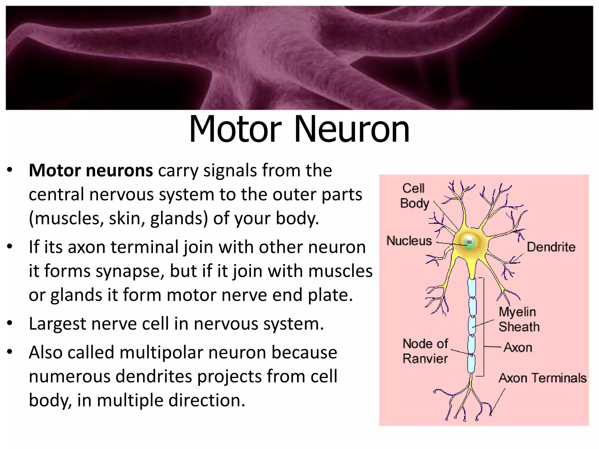 Types of neuron | PPTX