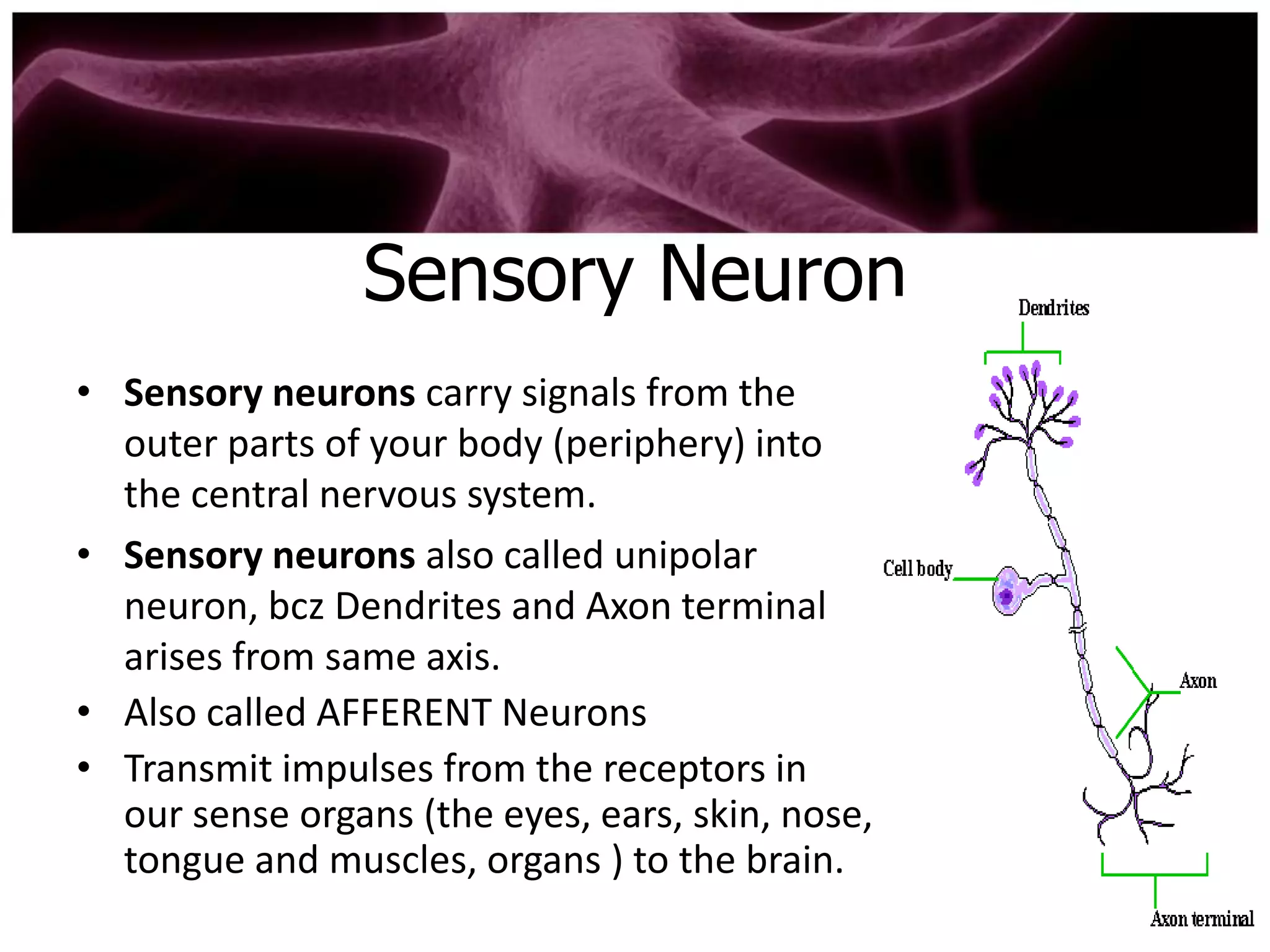 Types of neuron | PPTX