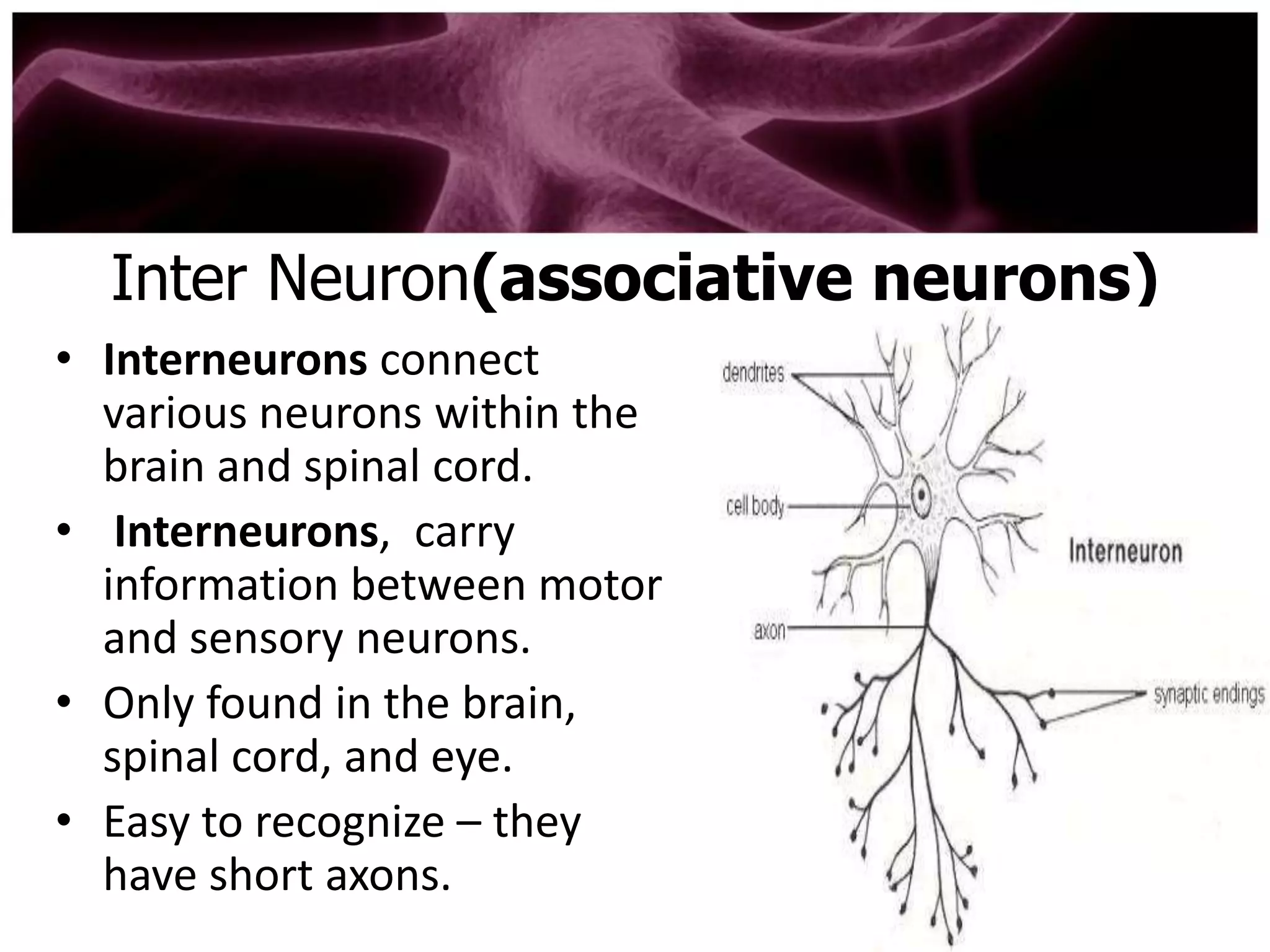 Types of neuron | PPTX
