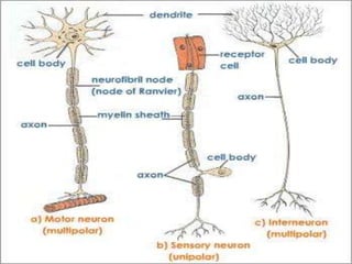 Types of neuron | PPTX
