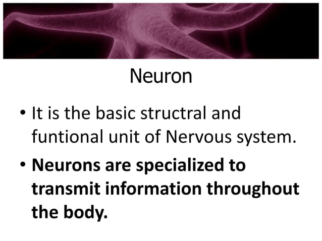 Types of neuron | PPTX