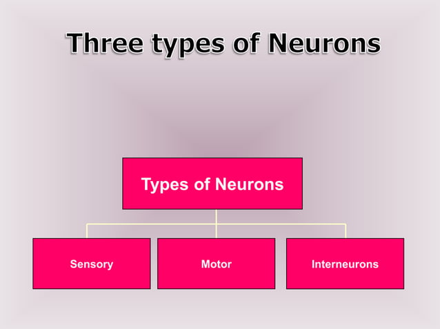 Types of neuron | PPTX