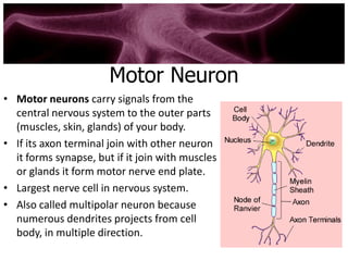 Types of neuron | PPTX