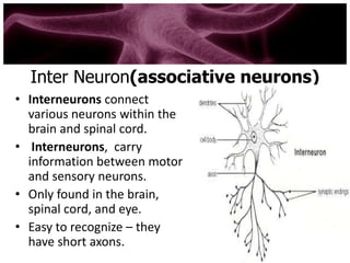 Types of neuron | PPTX
