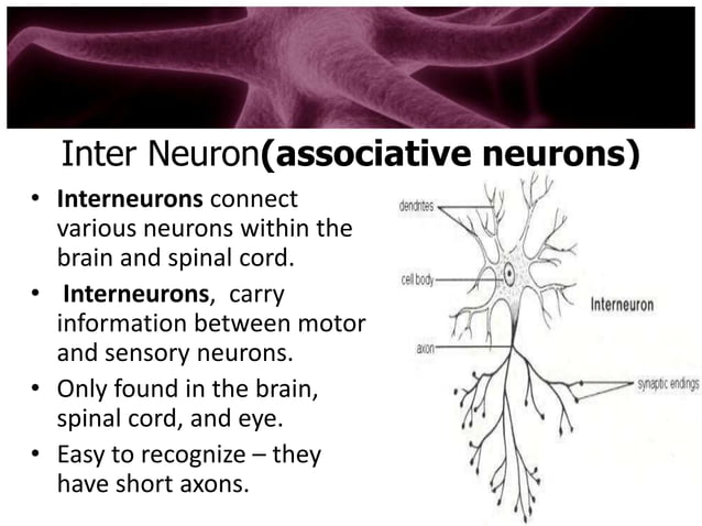 Types of neuron | PPTX