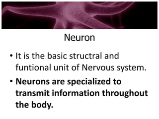 Types Of Neurons According To Function