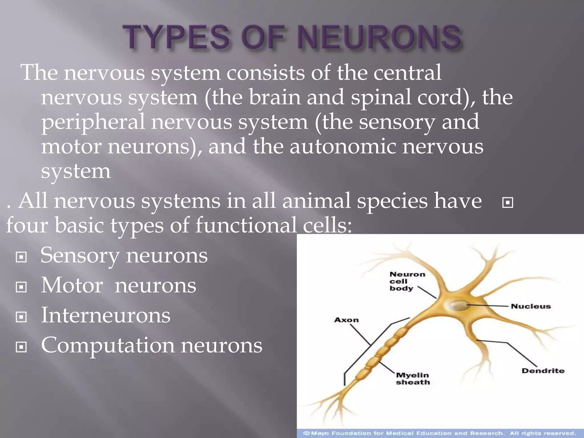 Types of neurons | PPTX