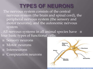Types of neurons | PPTX