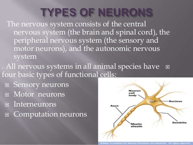 Types of neurons