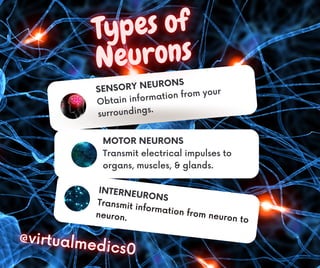 Types of Neurons | PDF