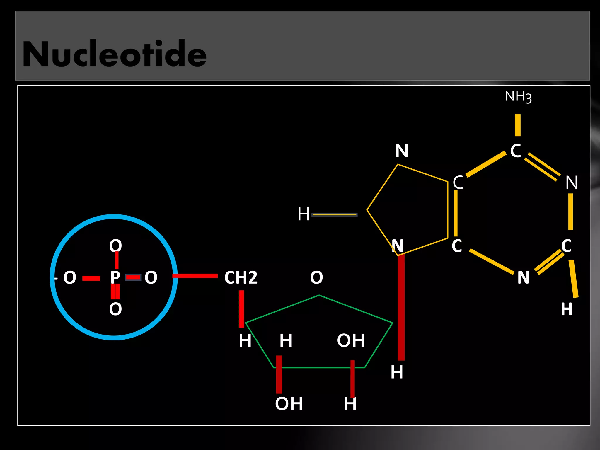 Types of nucliec acids, biosynthesis and catabolism | PPTX | Chemistry ...