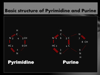 Types of nucliec acids, biosynthesis and catabolism | PPTX | Chemistry ...