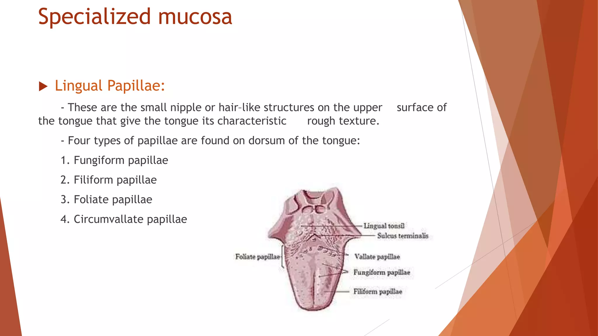 Types of oral mucosa | PPTX