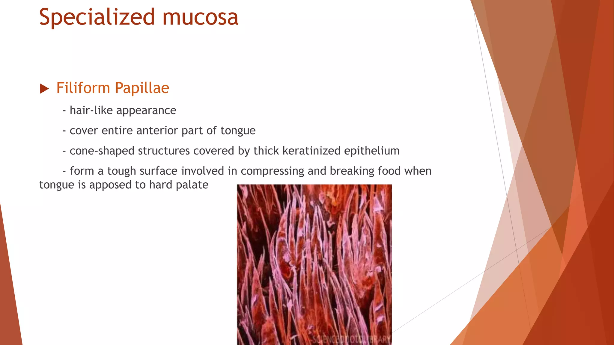 Types of oral mucosa | PPTX