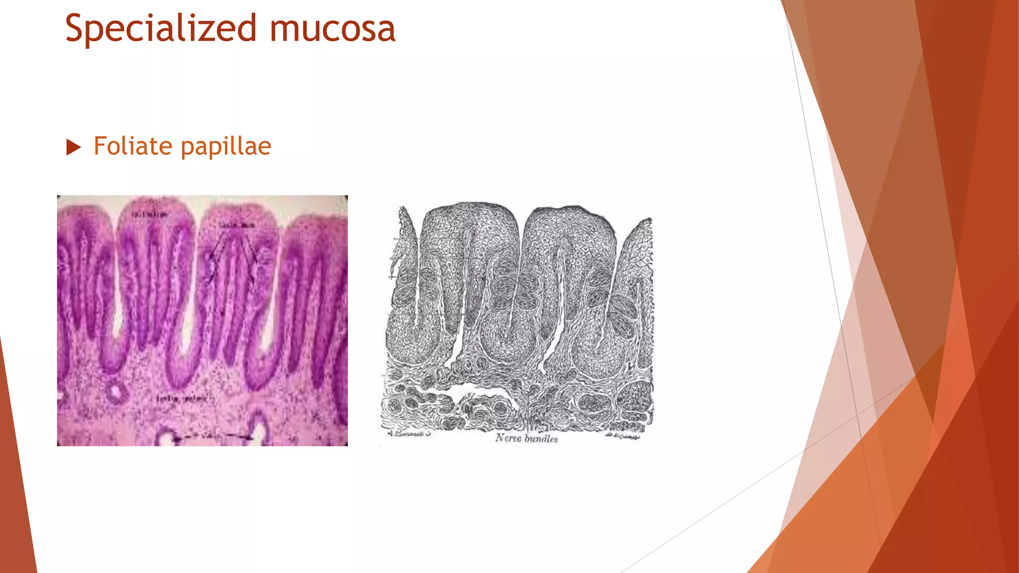Types of oral mucosa | PPTX
