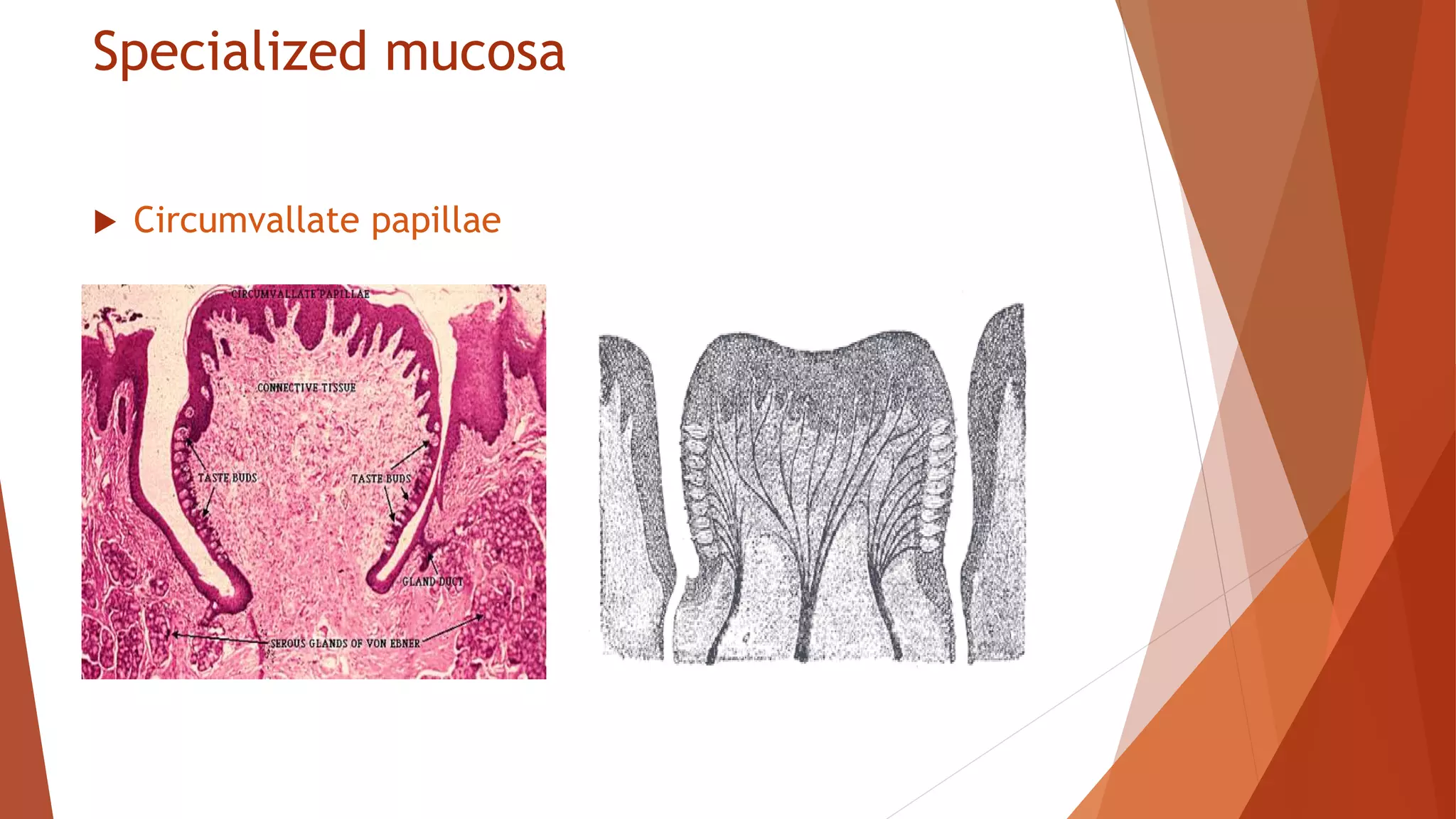Types of oral mucosa | PPTX