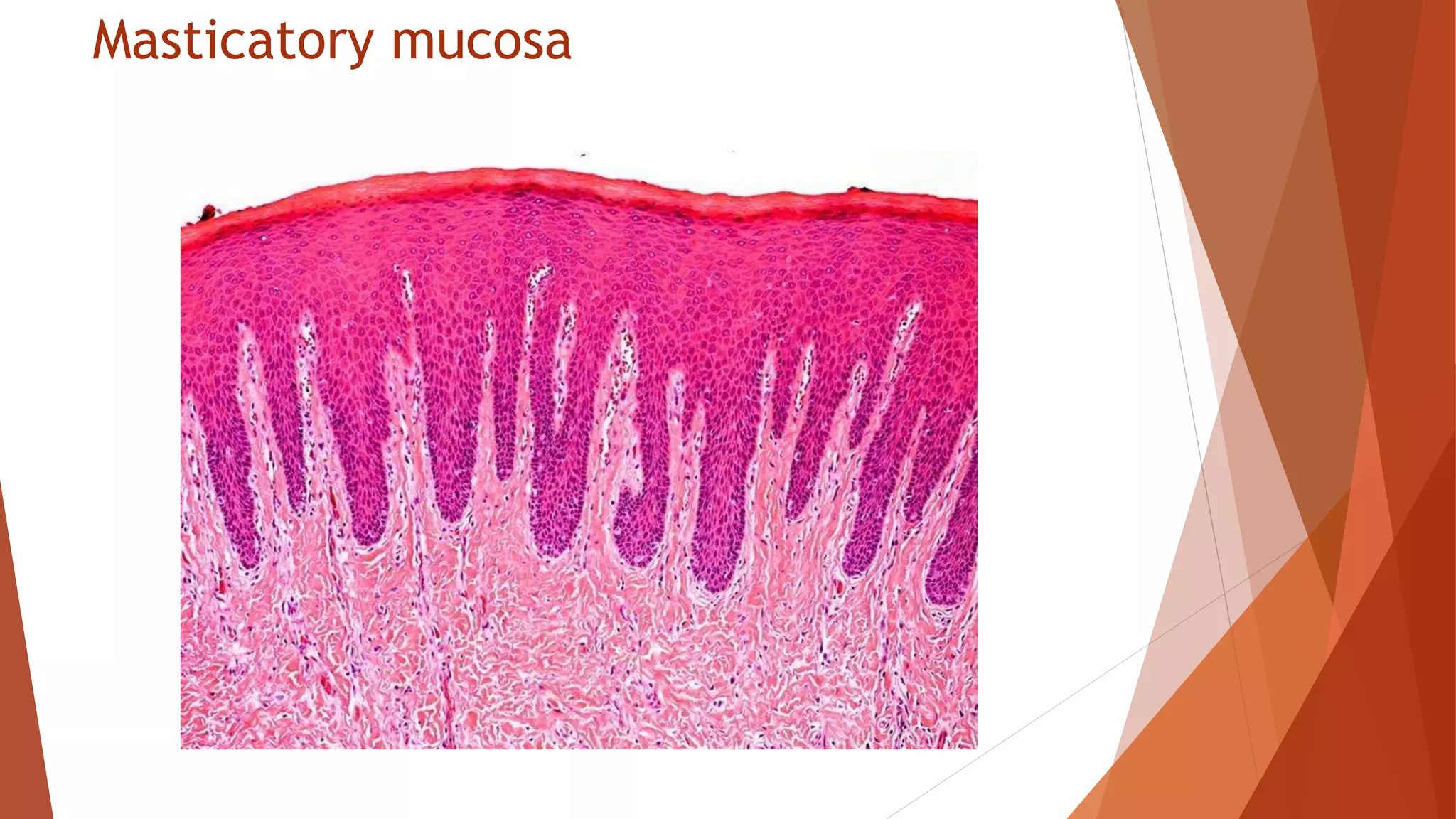Types of oral mucosa | PPTX