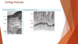 Types of oral mucosa | PPTX