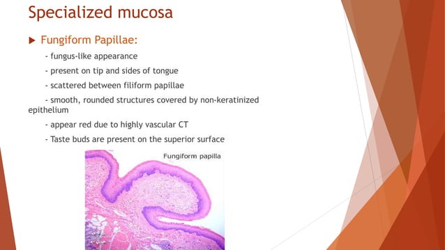 Types of oral mucosa | PPTX | Dental Health | Diseases and Conditions