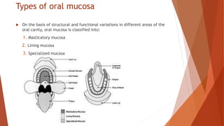Types of oral mucosa | PPTX