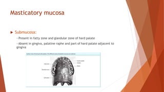 Types of oral mucosa | PPTX