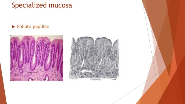 Types of oral mucosa