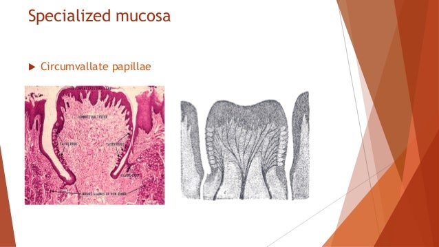Types of oral mucosa