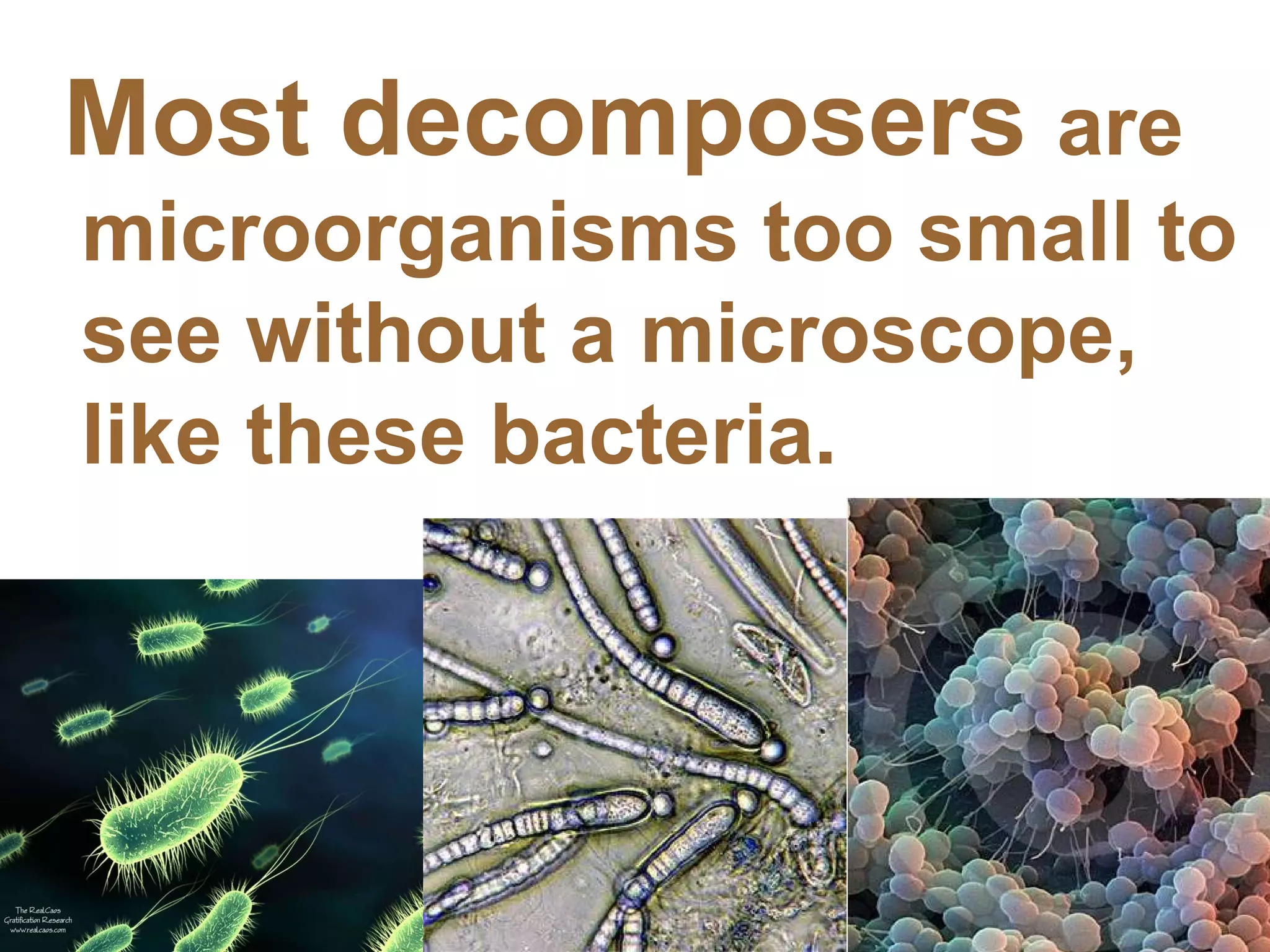 Types of organisms | PPT