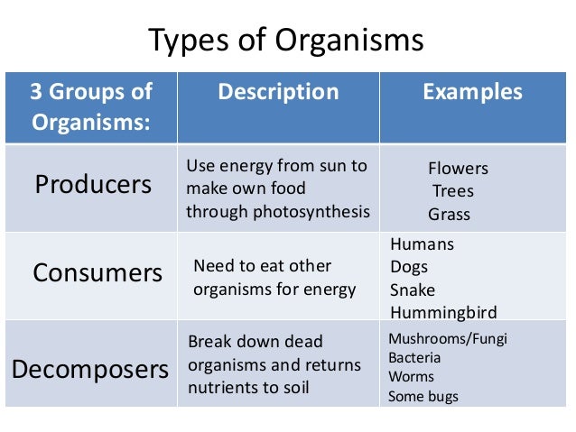 Types of organisms day 1 blog