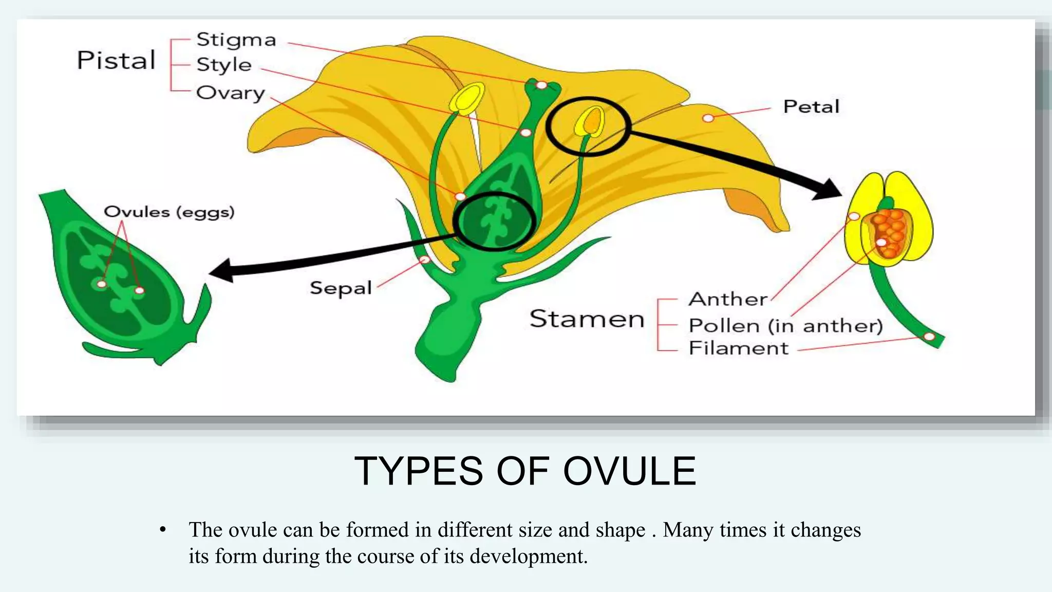 TYPES OF OVULES.pptx