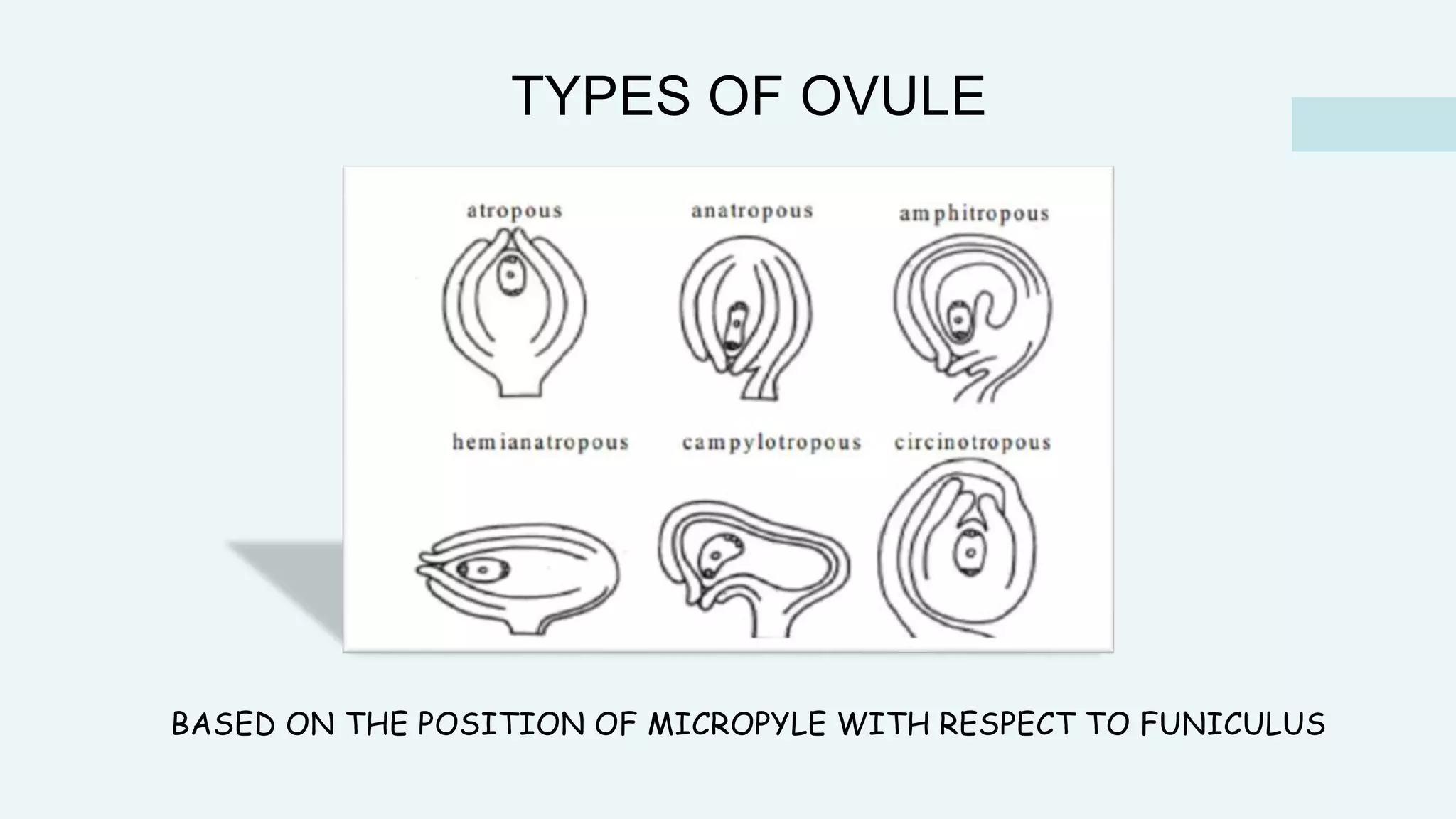 TYPES OF OVULES.pptx