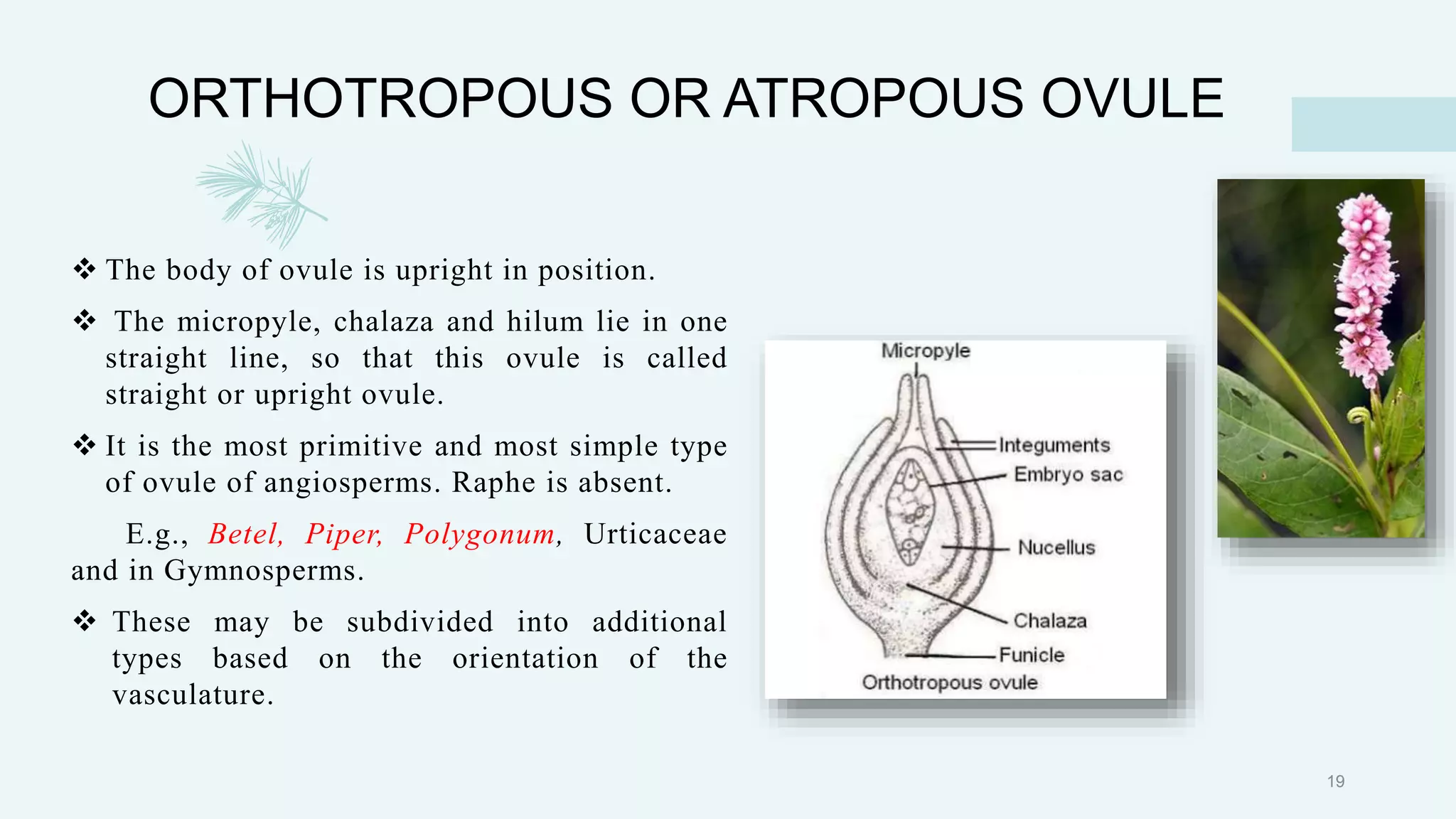TYPES OF OVULES.pptx