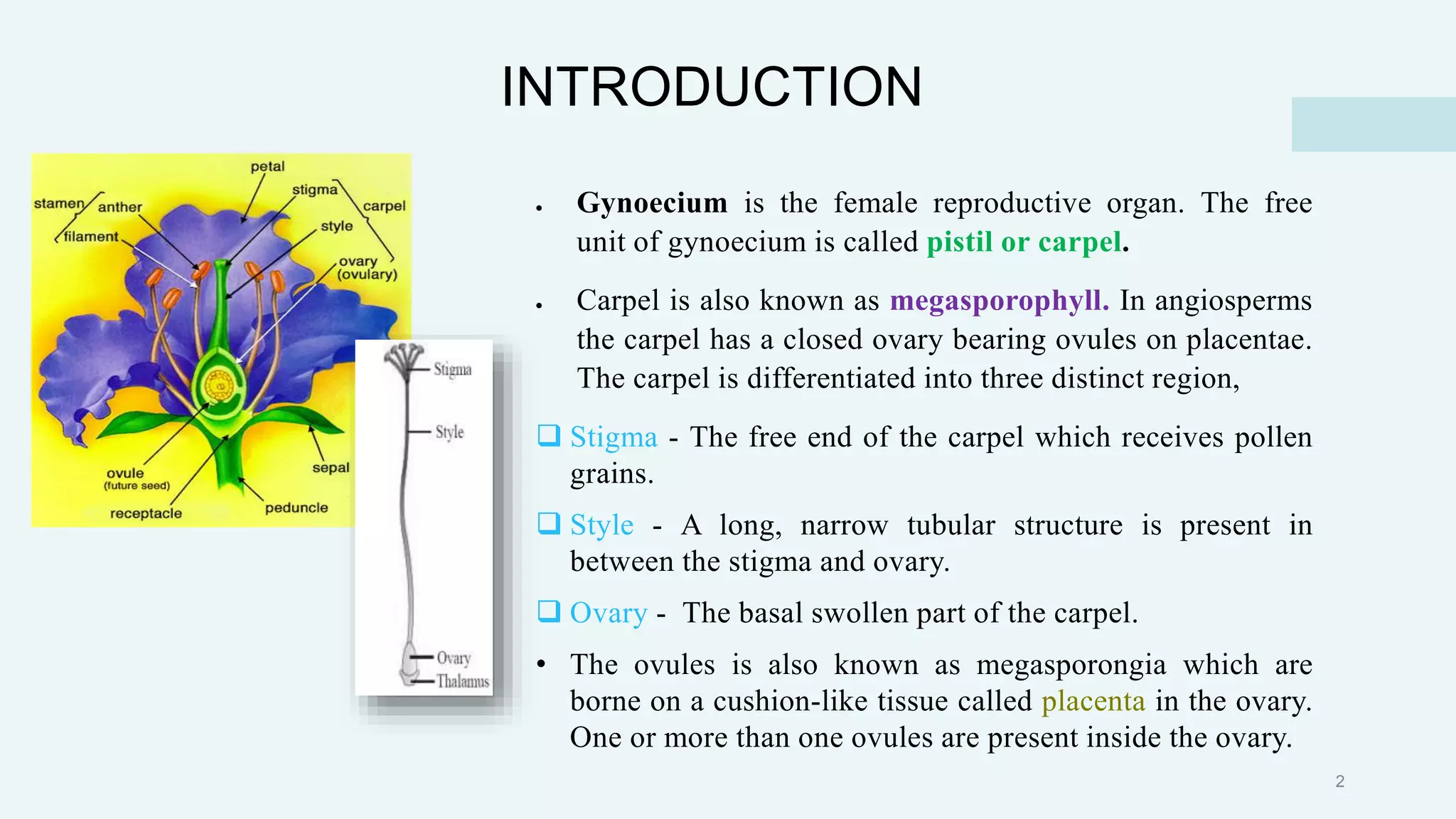 TYPES OF OVULES.pptx