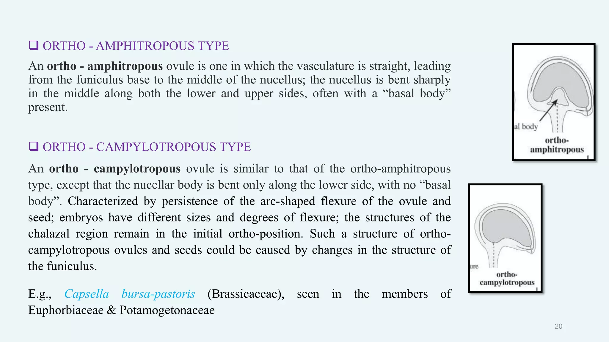 TYPES OF OVULES.pptx