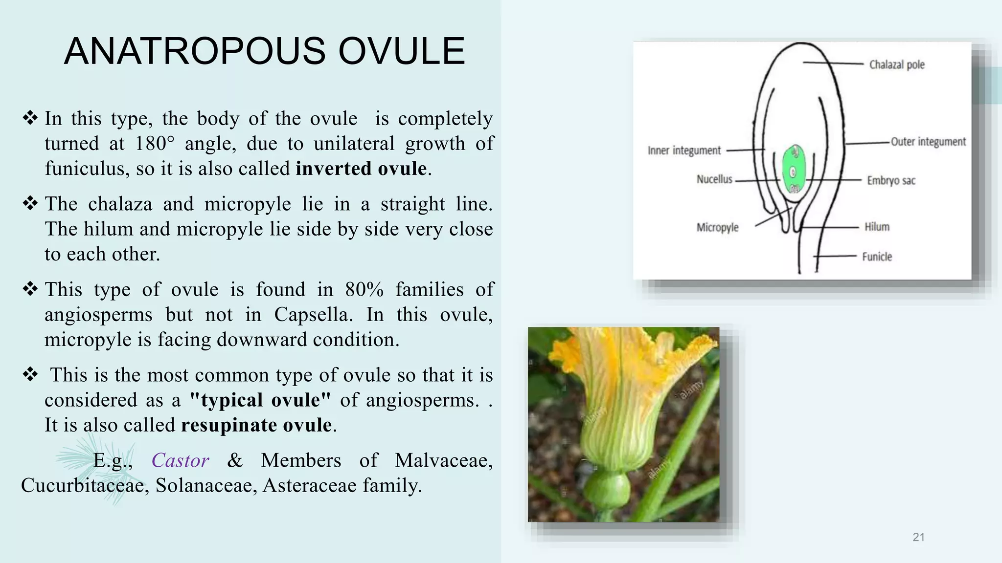 TYPES OF OVULES.pptx