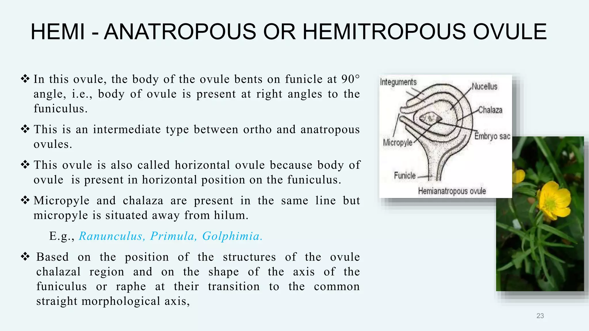TYPES OF OVULES.pptx