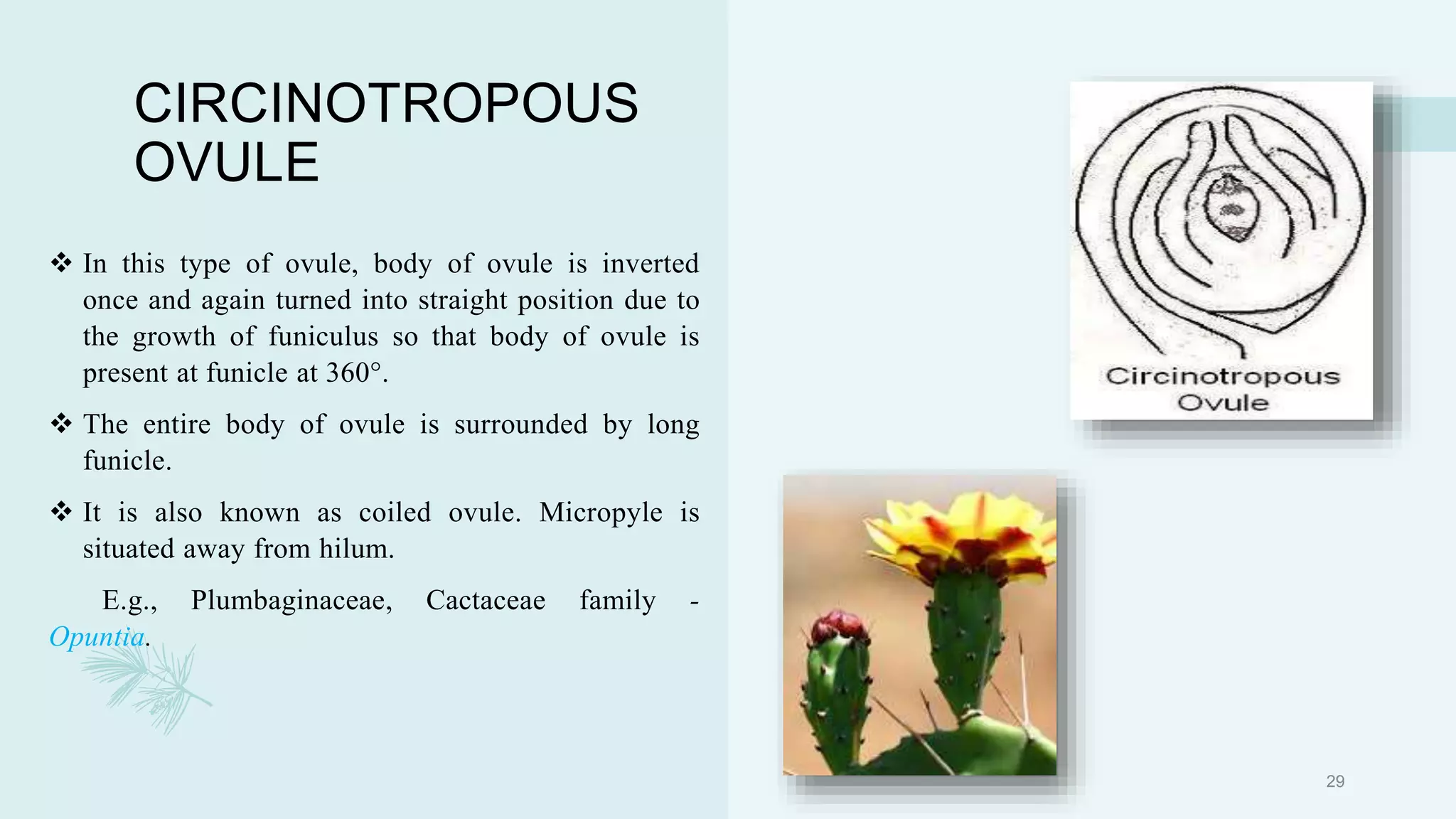 TYPES OF OVULES.pptx