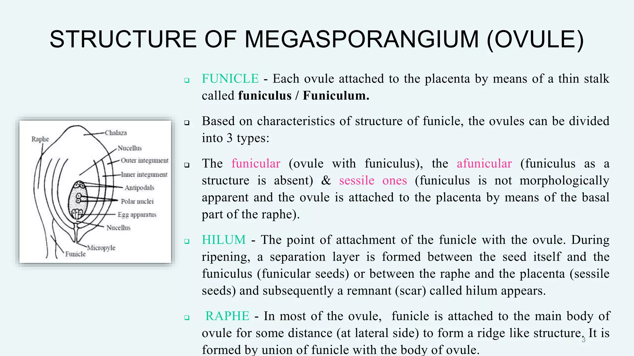 TYPES OF OVULES.pptx