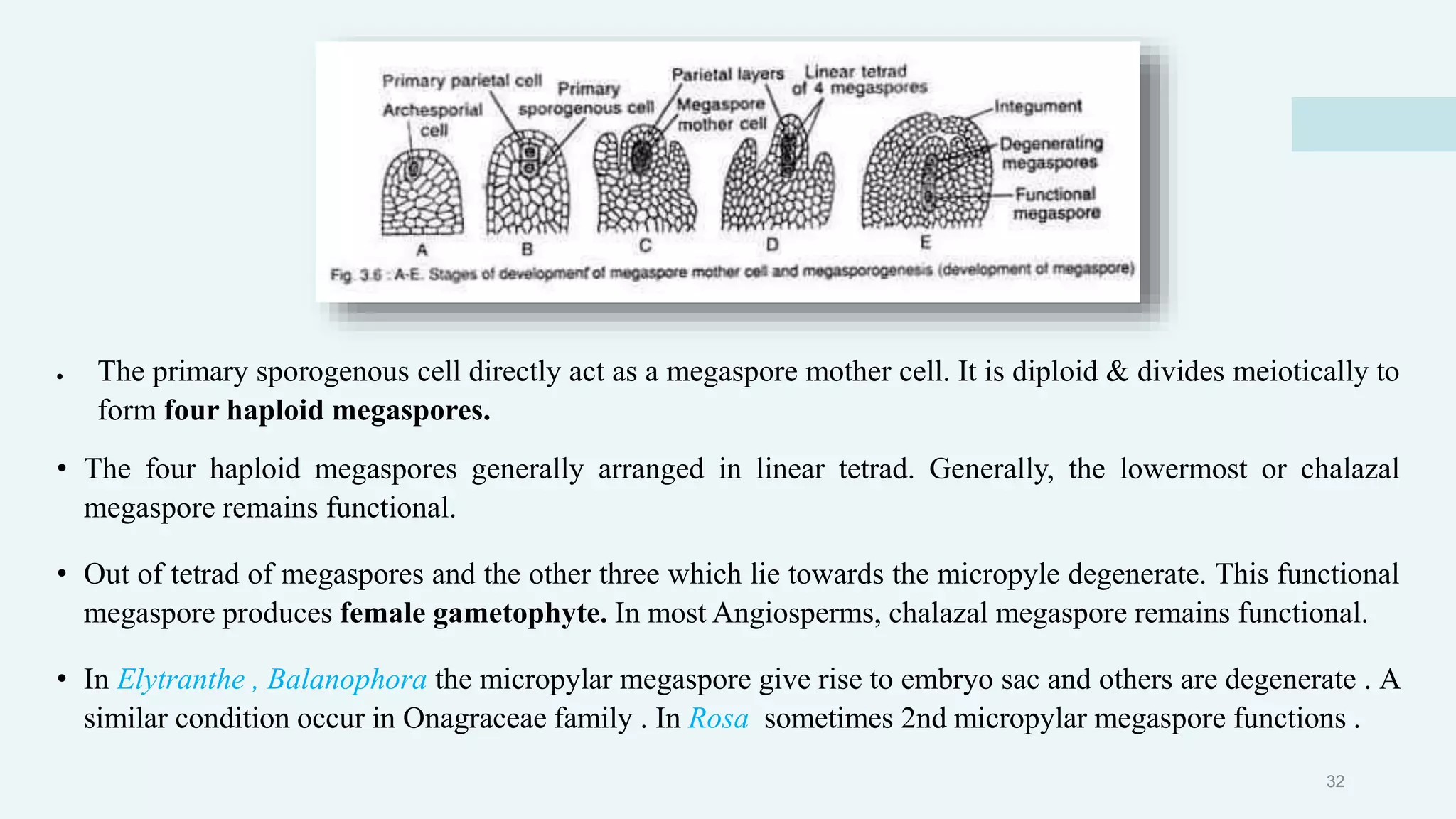 TYPES OF OVULES.pptx