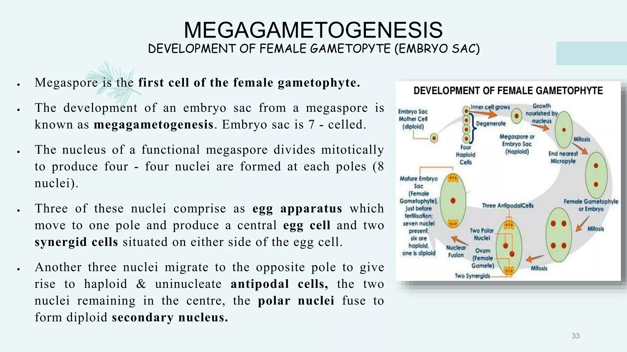 TYPES OF OVULES.pptx