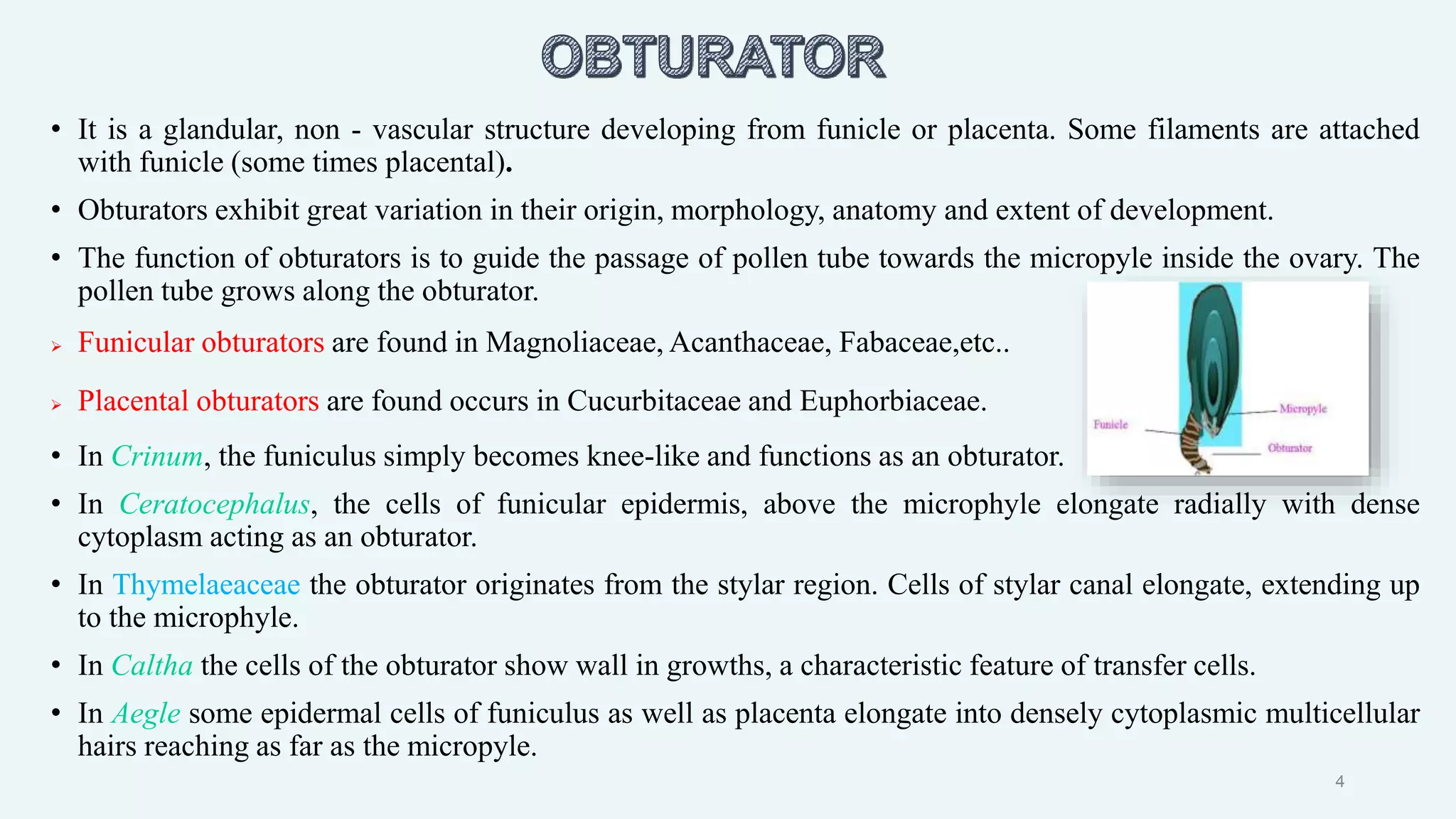TYPES OF OVULES.pptx