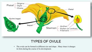 TYPES OF OVULES.pptx