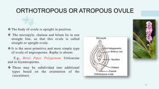 TYPES OF OVULES.pptx