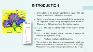 TYPES OF OVULES.pptx