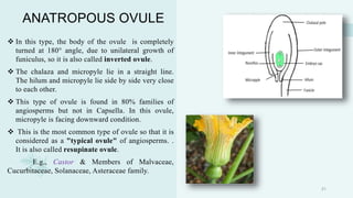 TYPES OF OVULES.pptx