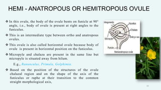 TYPES OF OVULES.pptx