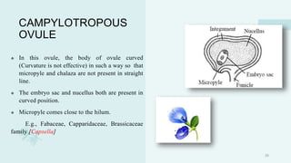 TYPES OF OVULES.pptx