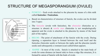 TYPES OF OVULES.pptx