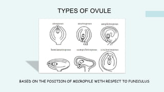 TYPES OF OVULES.pptx
